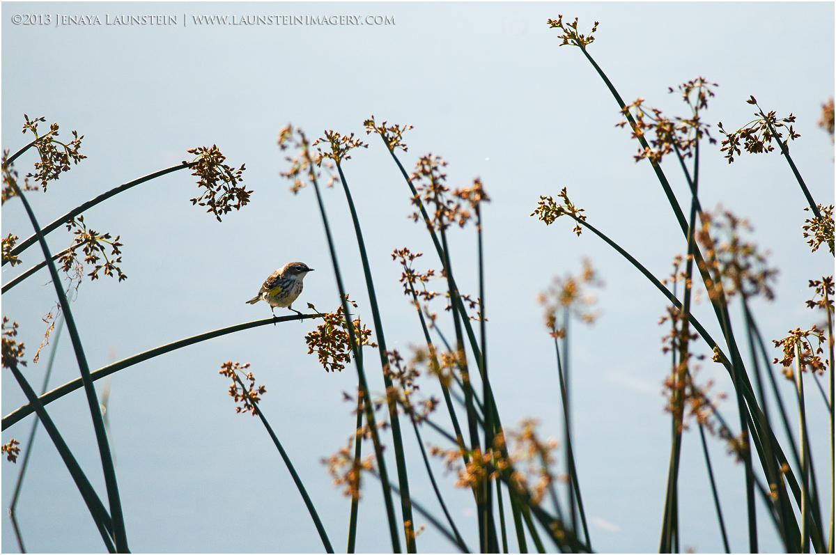 Florida-songbird-in-reeds-1200 – Launstein Imagery | The Wildlife ...