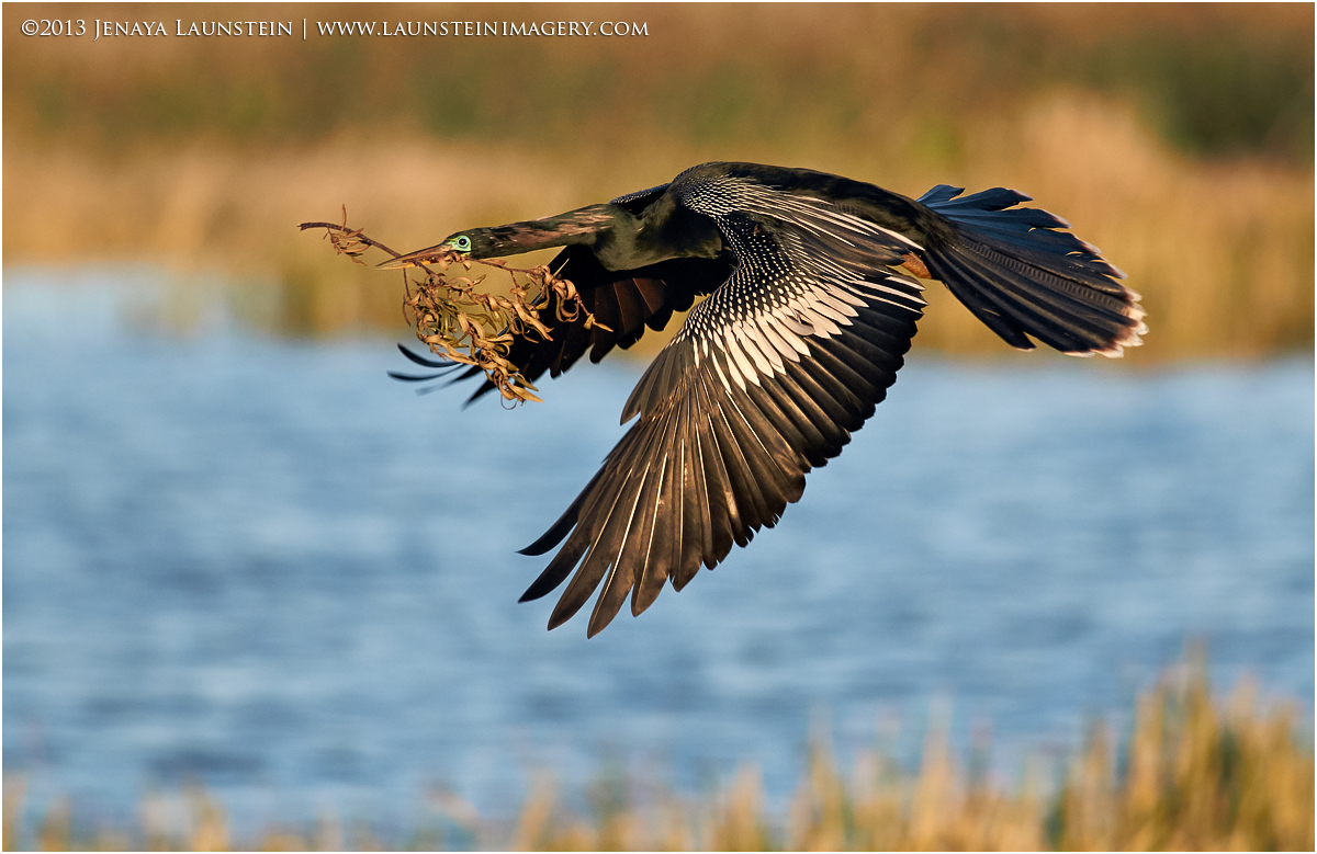 -anhinga-in-flight-1200 – Launstein Imagery | The Wildlife Photography ...