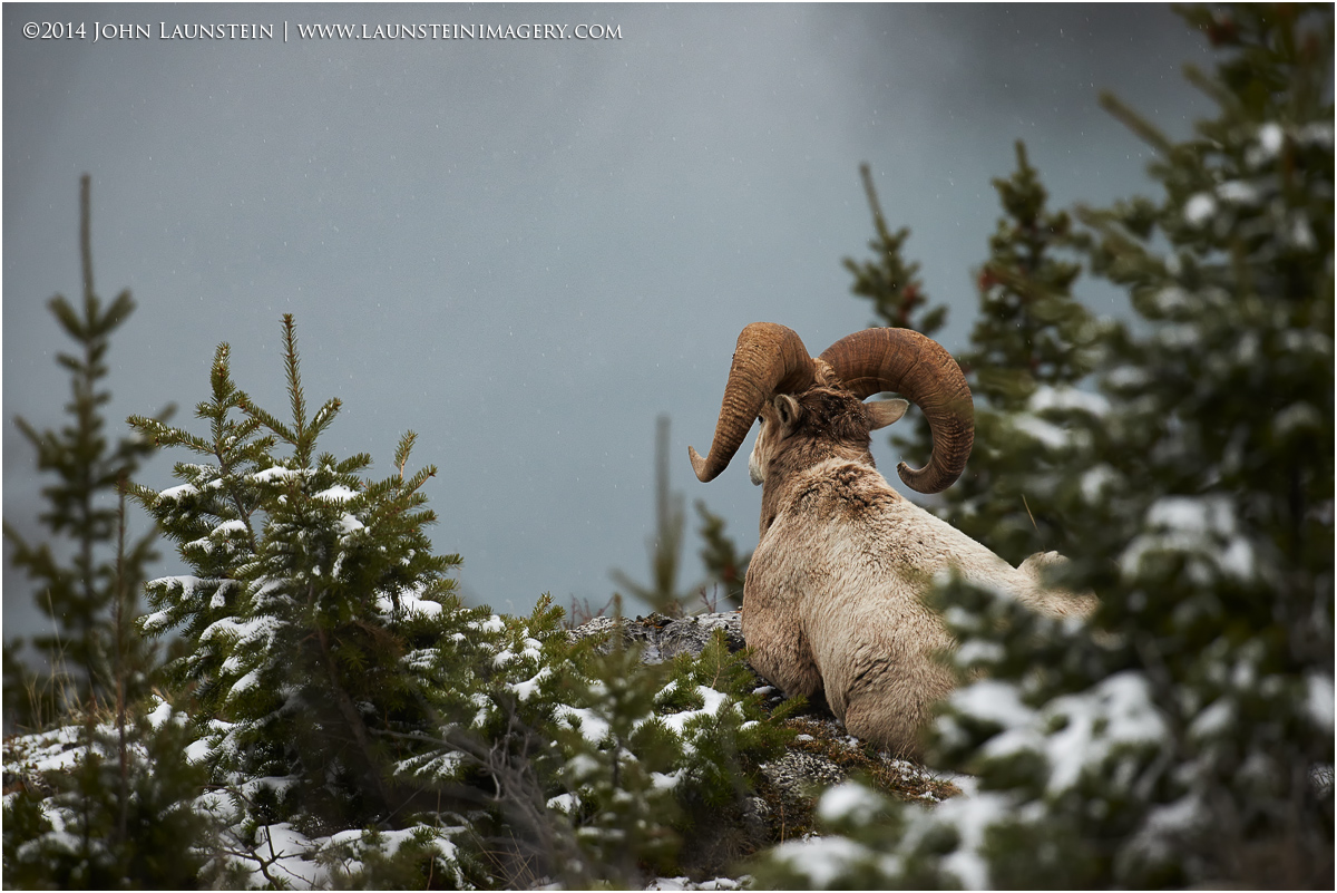 bighorn-ram-resting-overlooking-valley-3qtr-1200 – Launstein Imagery ...