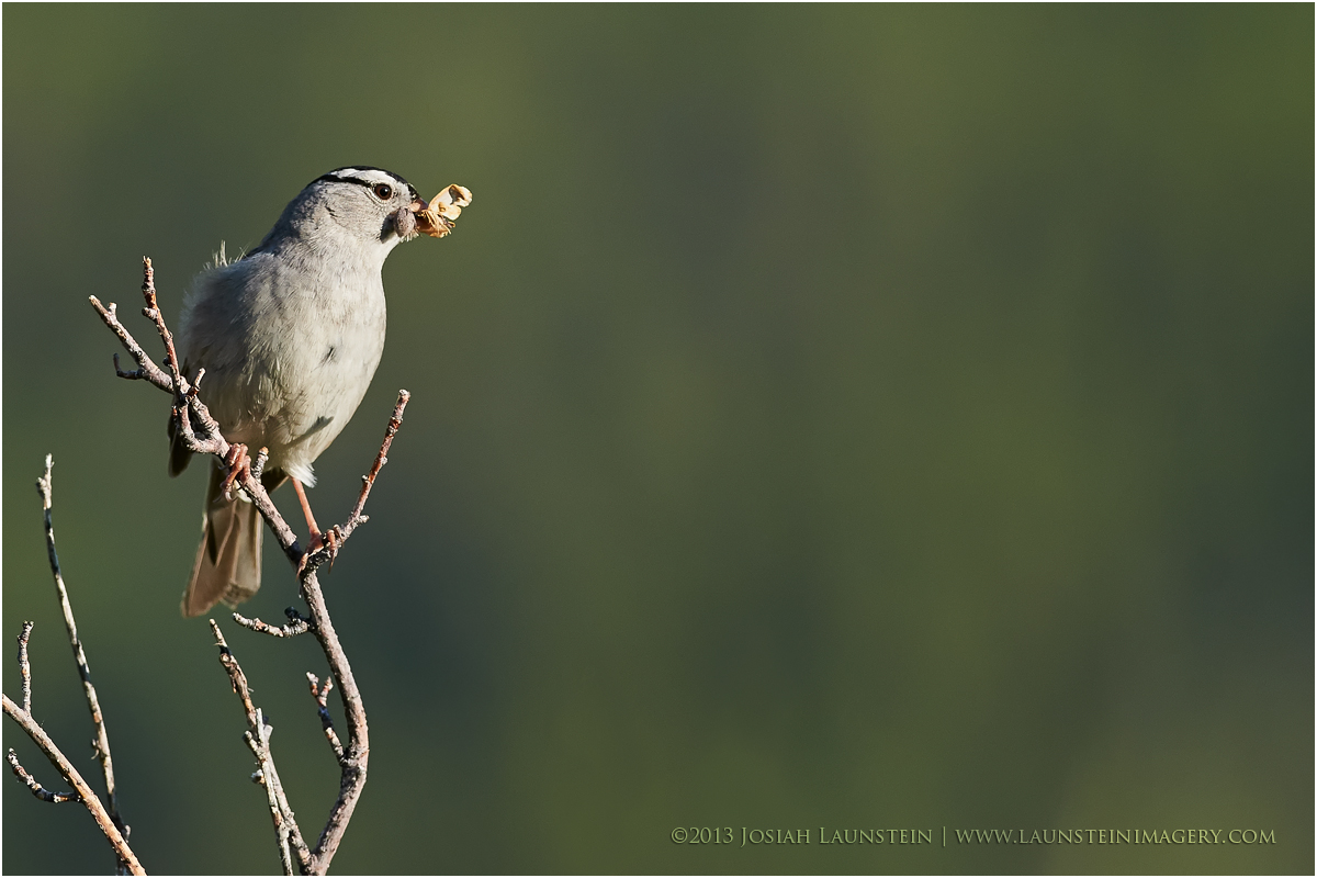 bird-with-insect-1200 – Launstein Imagery | The Wildlife Photography of ...
