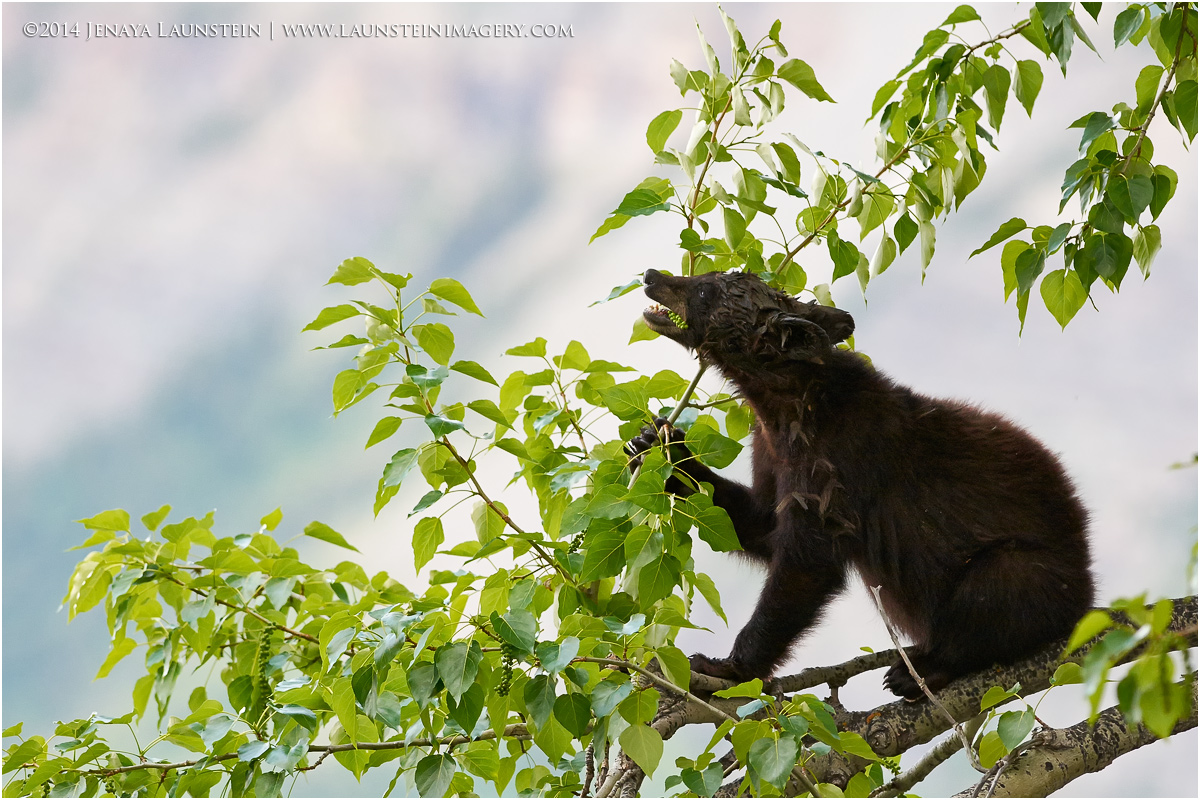 black-bear-cub-eating-in-tree-1200 – Launstein Imagery | The Wildlife ...
