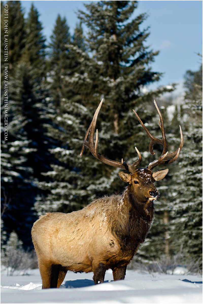 bull-elk-in-snow-forest-1200 – Launstein Imagery | The Wildlife ...
