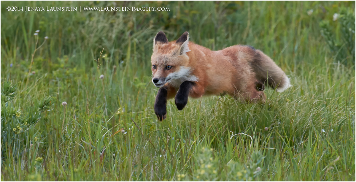 fox-kit-leaping-1200 – Launstein Imagery | The Wildlife Photography of ...