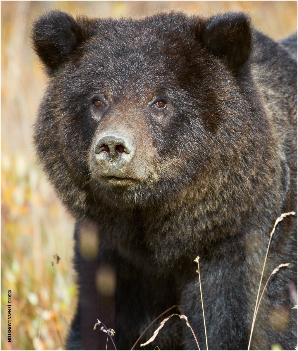juneau-grizzly-portrait-1200 – Launstein Imagery | The Wildlife ...