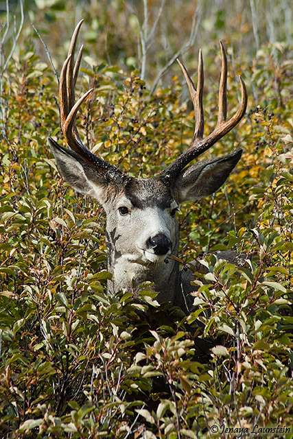 mule-deer-buck-in-brush – Launstein Imagery | The Wildlife Photography ...