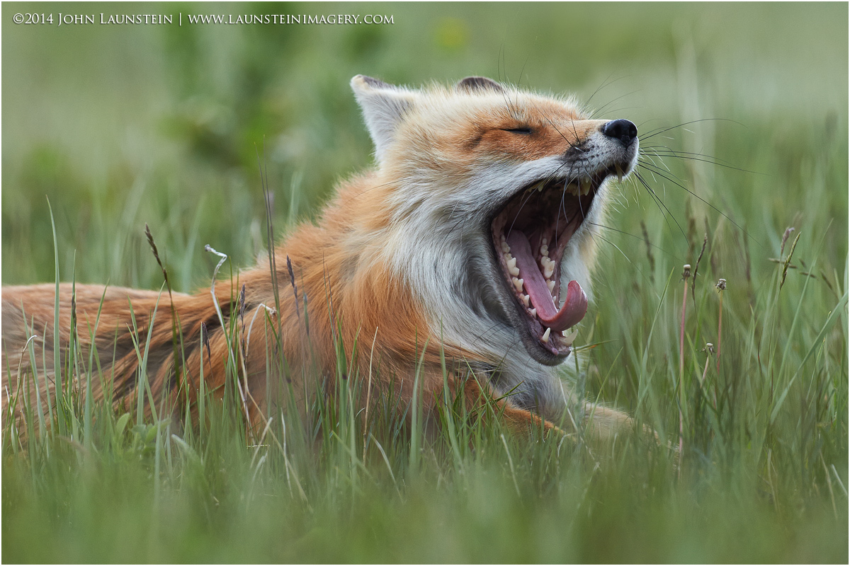 red-fox-vixen-yawning-1200 – Launstein Imagery | The Wildlife ...