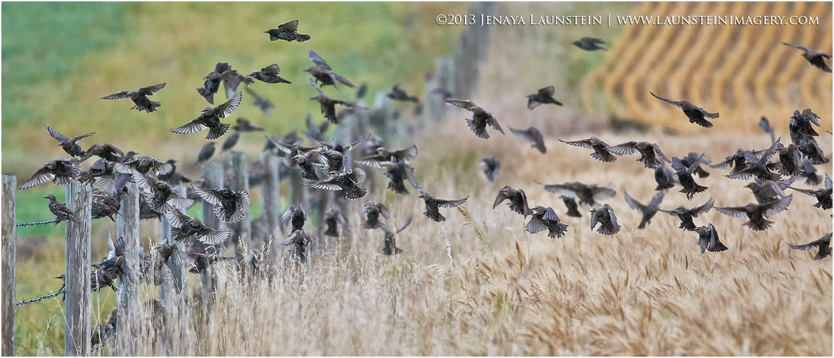 starling-flock-landing-1200 – Launstein Imagery | The Wildlife ...