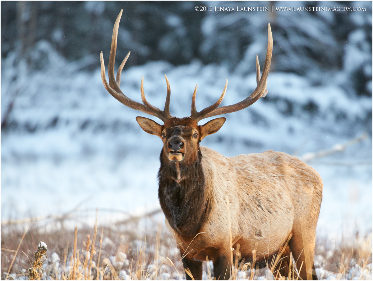 winter-bull-elk-portrait-banff-1200 – Launstein Imagery | The Wildlife ...