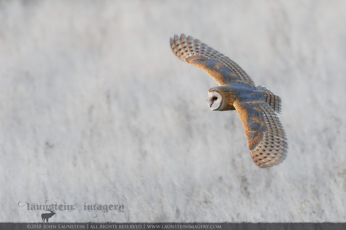 JohnLaunstein_barn-owl-gliding-in-soft-light-at-dusk_1200px – Launstein ...